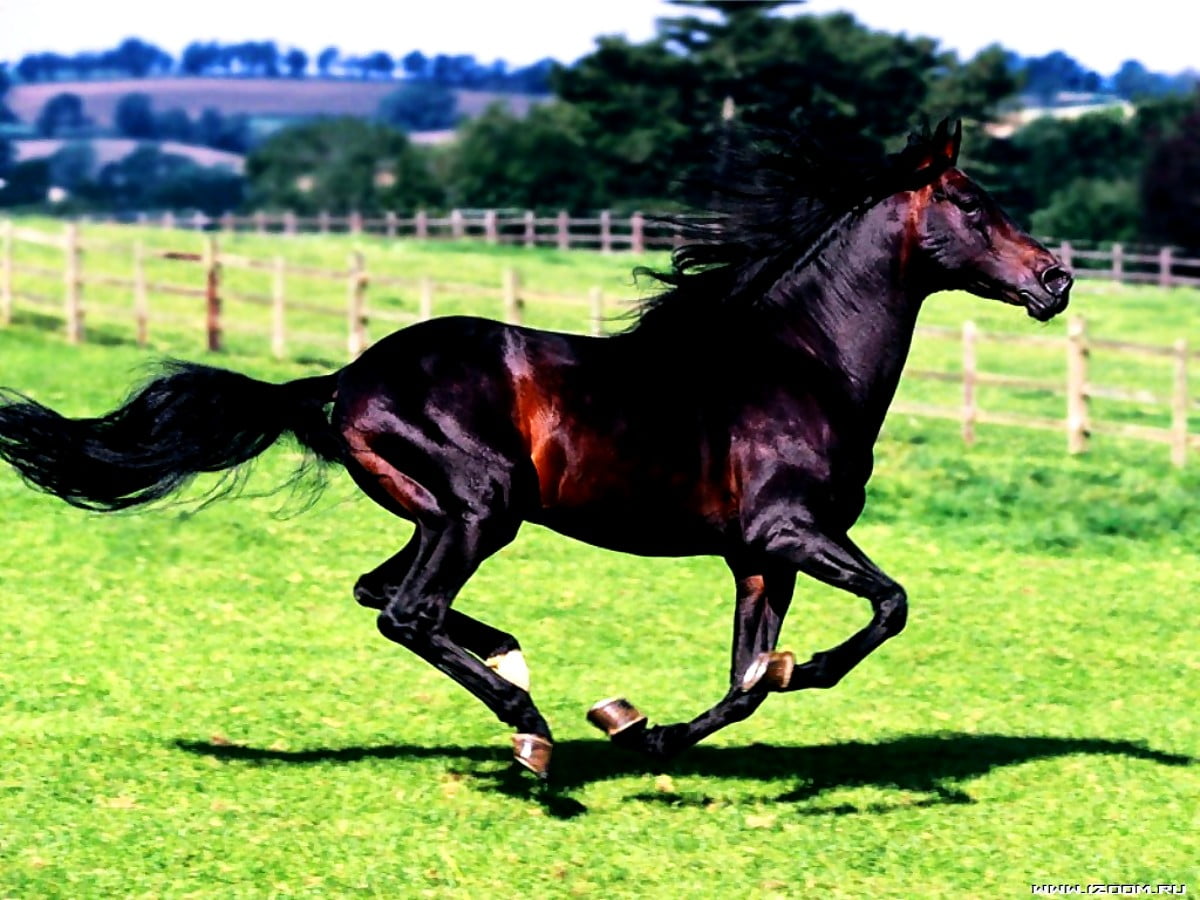Cavallo, Stallone, Criniera - sfondo | Scarica Immagini