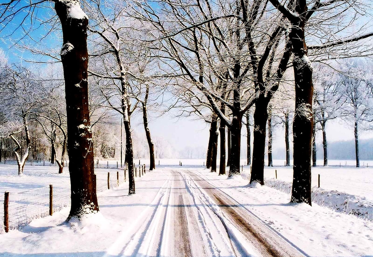 Foto di sfondo Neve, Inverno, Foresta windows | TOP Immagini