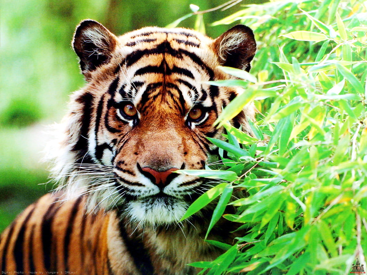 Sfondo bello Tigre, Fauna Selvatica, Tigre Del Bengala | TOP Sfondi