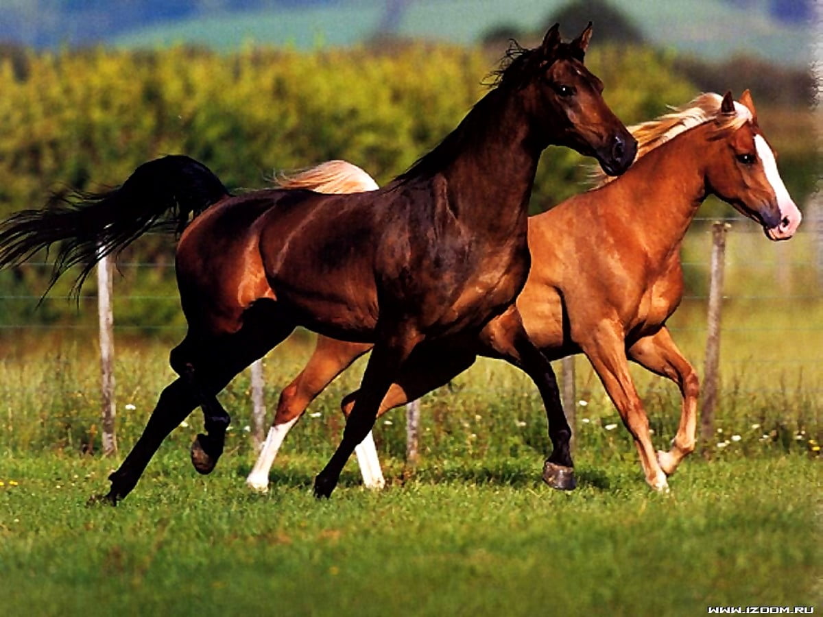 200+ Sfondi desktop Cavallo 🔥 Sfondi Gratis