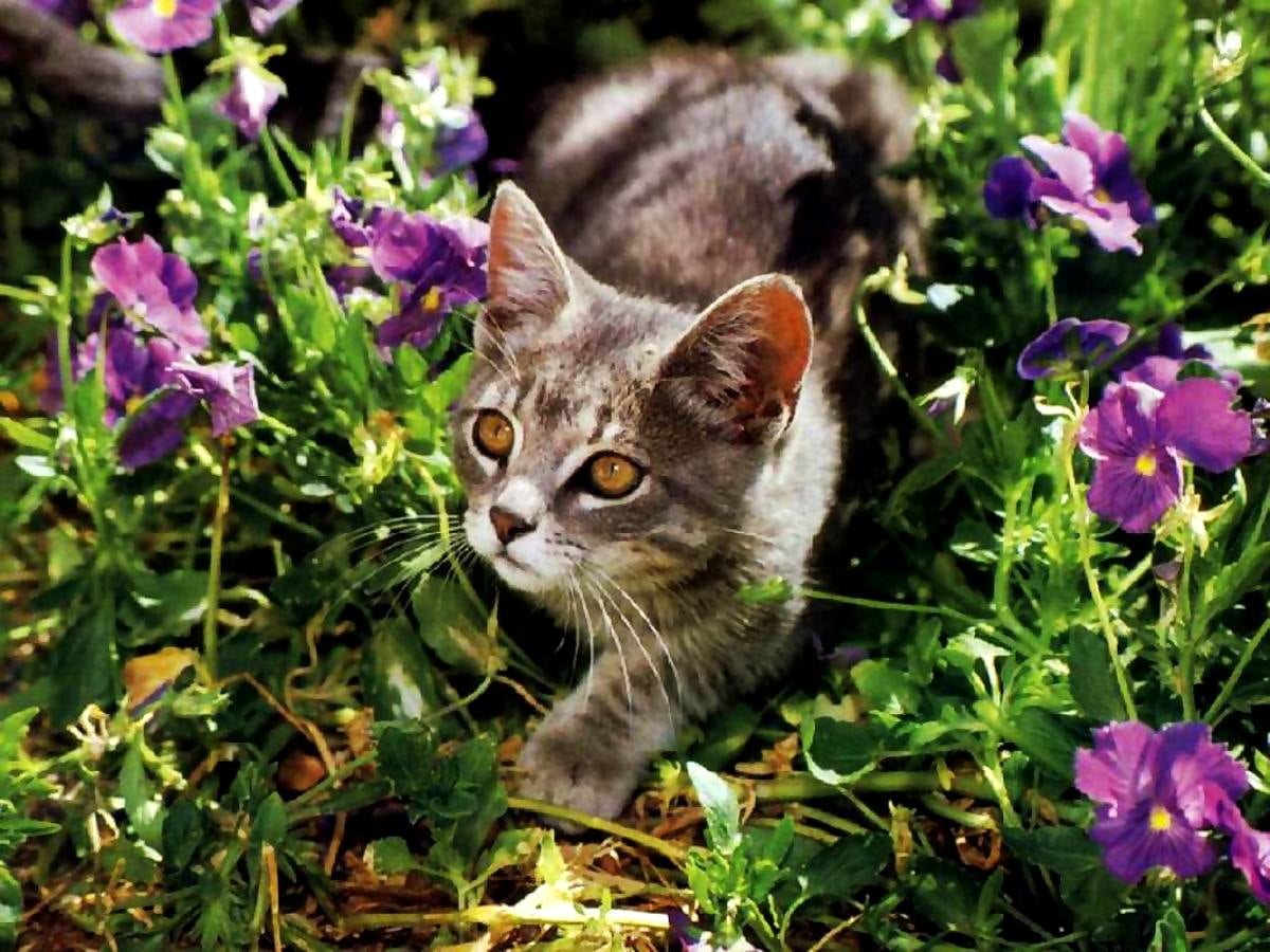 30+ Sfondi Gatto domestico a pelo corto | Sfondi Gratis