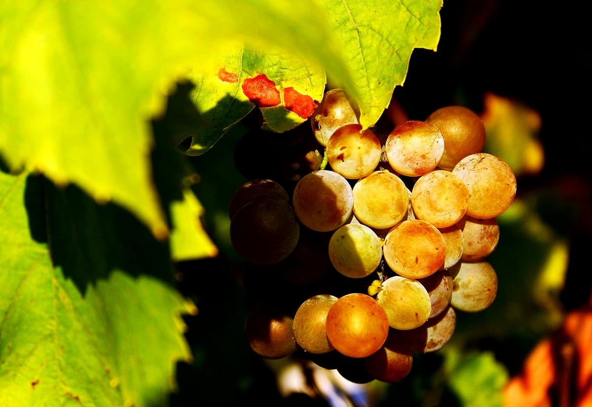Frutta, Uva, Foglie Di Vite - sfondo | TOP Sfondi