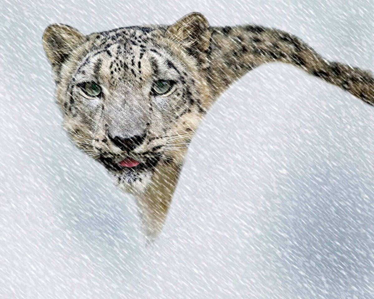 20+ Sfondi Mac OS X Leopard | Sfondi Gratis