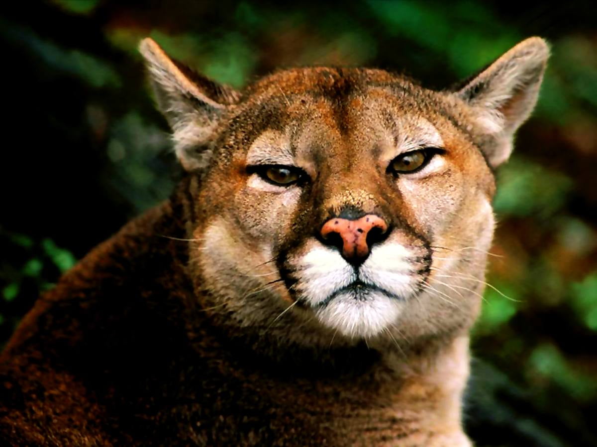 Sfondo Grandi Felini, Fauna Selvatica, Animali | TOP Sfondi Gratis
