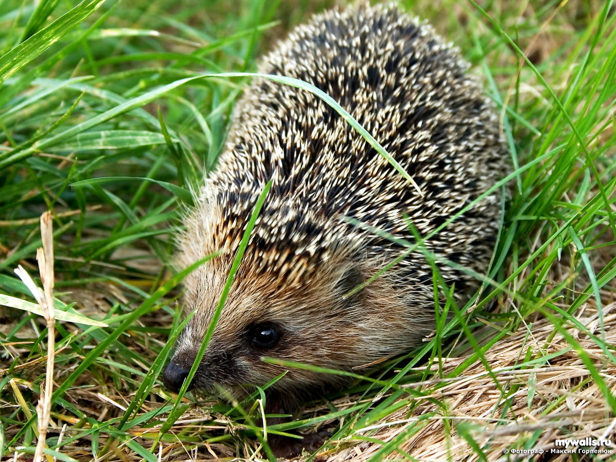 20+ Sfondi Riccio 🔥 Sfondi Gratis