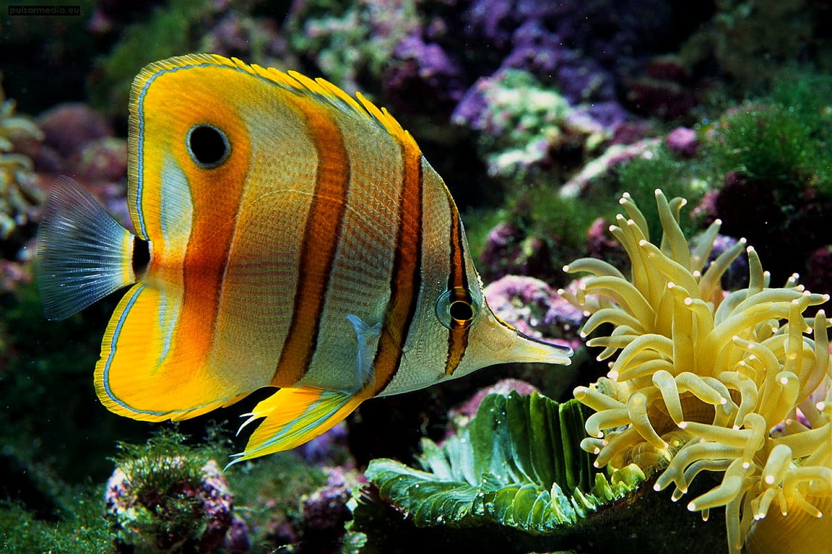 Sfondo colorato Pesce, Pesci Colorati, Pesci Della Barriera Corallina ...