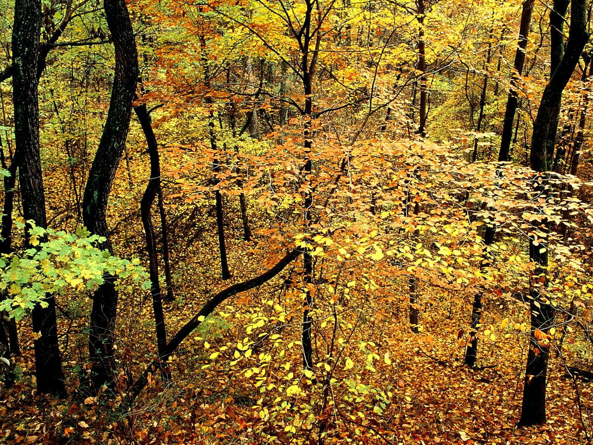 Foresta, Paesaggio Autunnale, Natura - sfondo 1600x900 | Sfondi Gratis