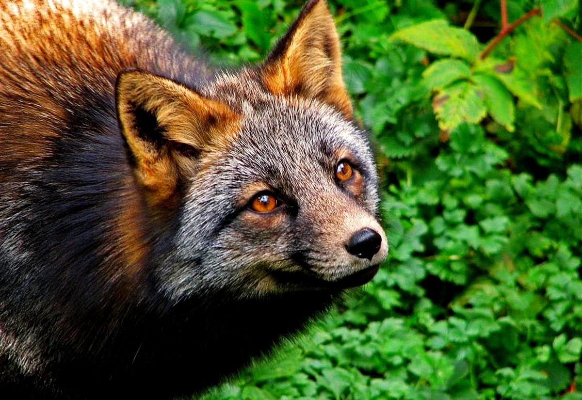 Volpe, Animali, Fauna Selvatica - sfondo | Migliori Sfondi