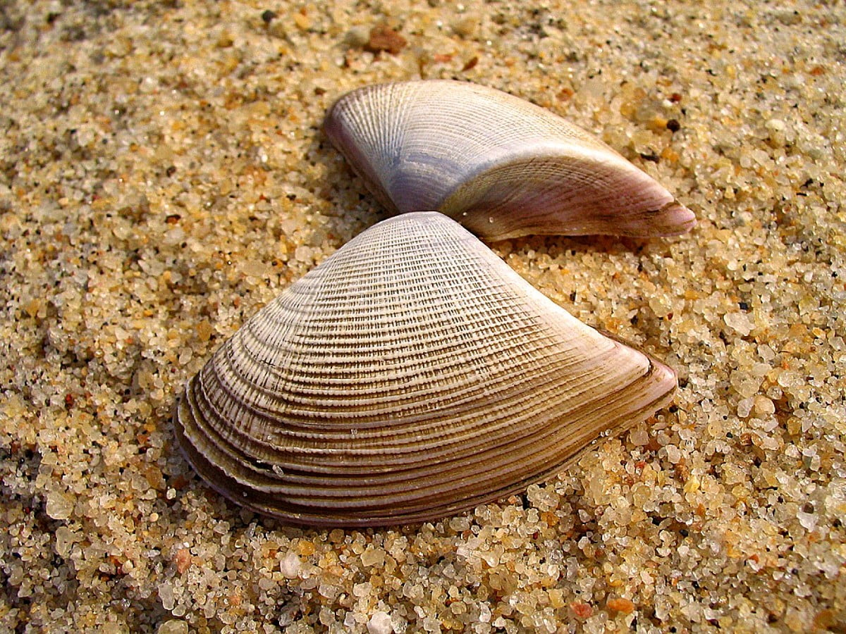 Sfondo Conchiglia, Animali, Molluschi | TOP Sfondi