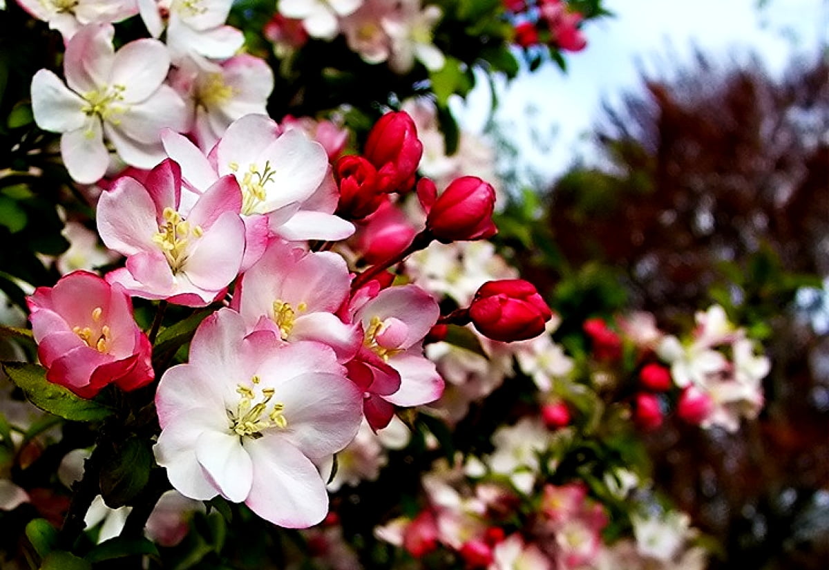 Sfondo Fiori, Primavera, Fiorire | Migliori Sfondi