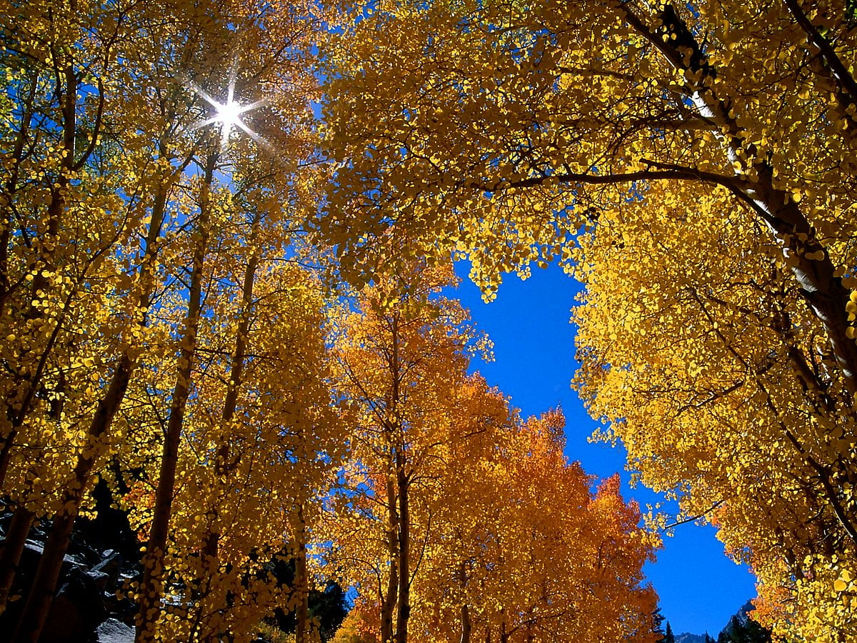 340+ Sfondi desktop Autunno 🔥 Sfondi Gratis