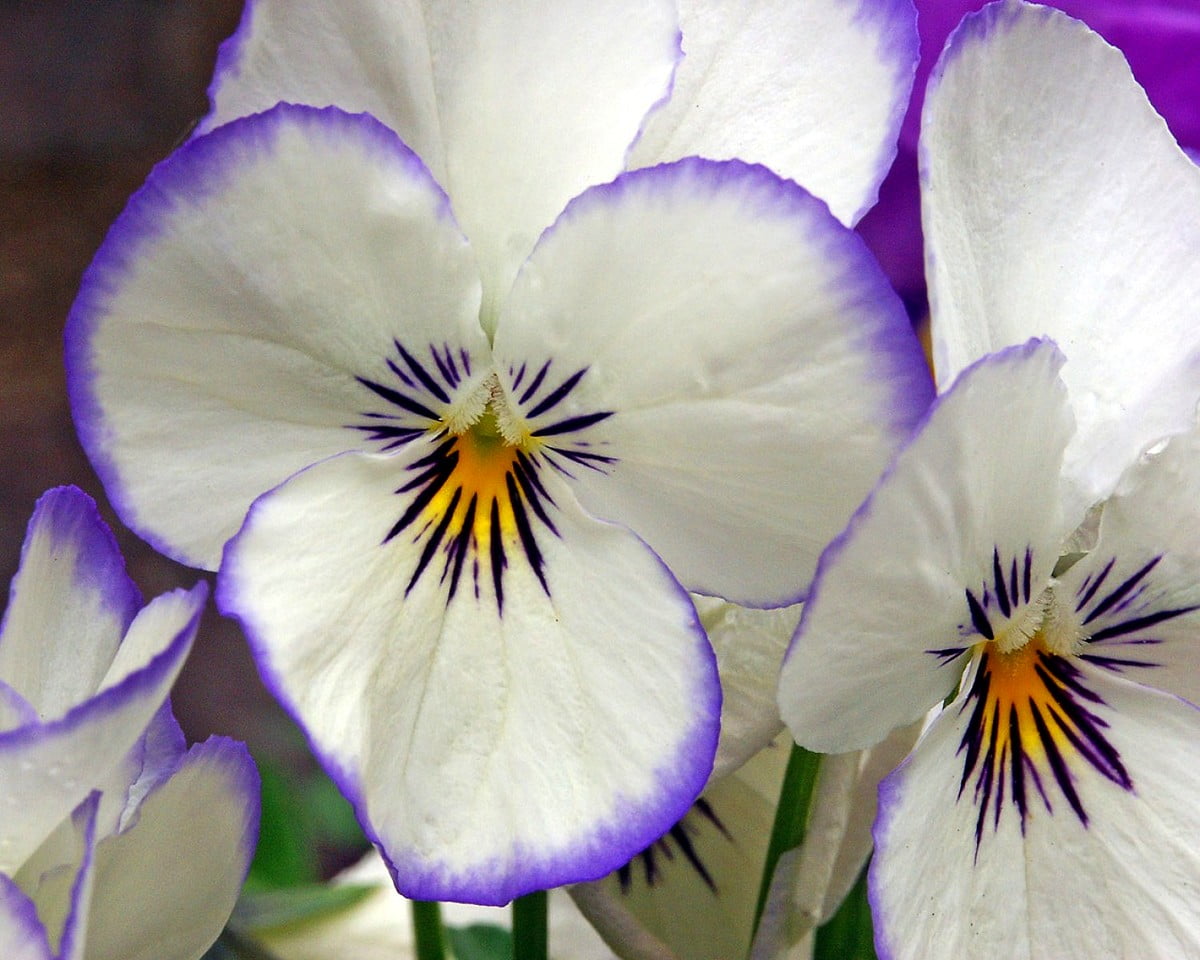 Sfondi Viola tricolor | Sfondi Gratis