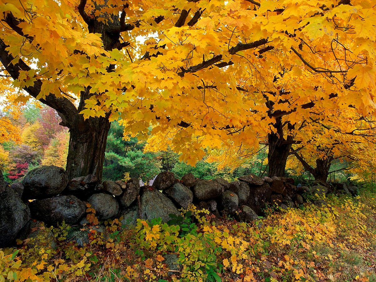 Sfondo Paesaggio Autunnale, Natura, Autunno | TOP Immagini
