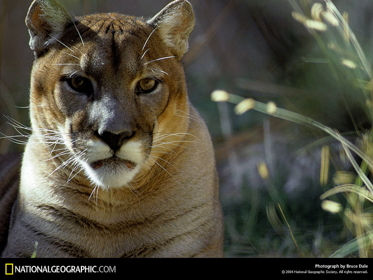 Sfondo Fauna Selvatica, Nat Geo, National Geographic | TOP Immagini