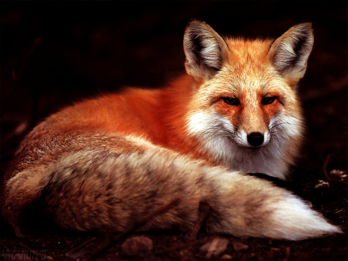 Volpe, Volpe Rossa, Animali - sfondo | TOP Sfondi