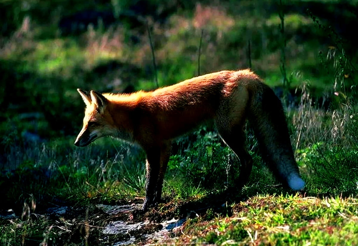 Sfondo Volpe, Volpe Rossa, Fauna Selvatica | TOP Sfondi Gratis
