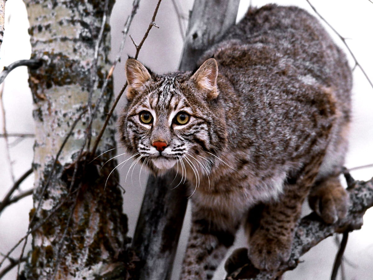 20+ Sfondi Lince | Sfondi Gratis