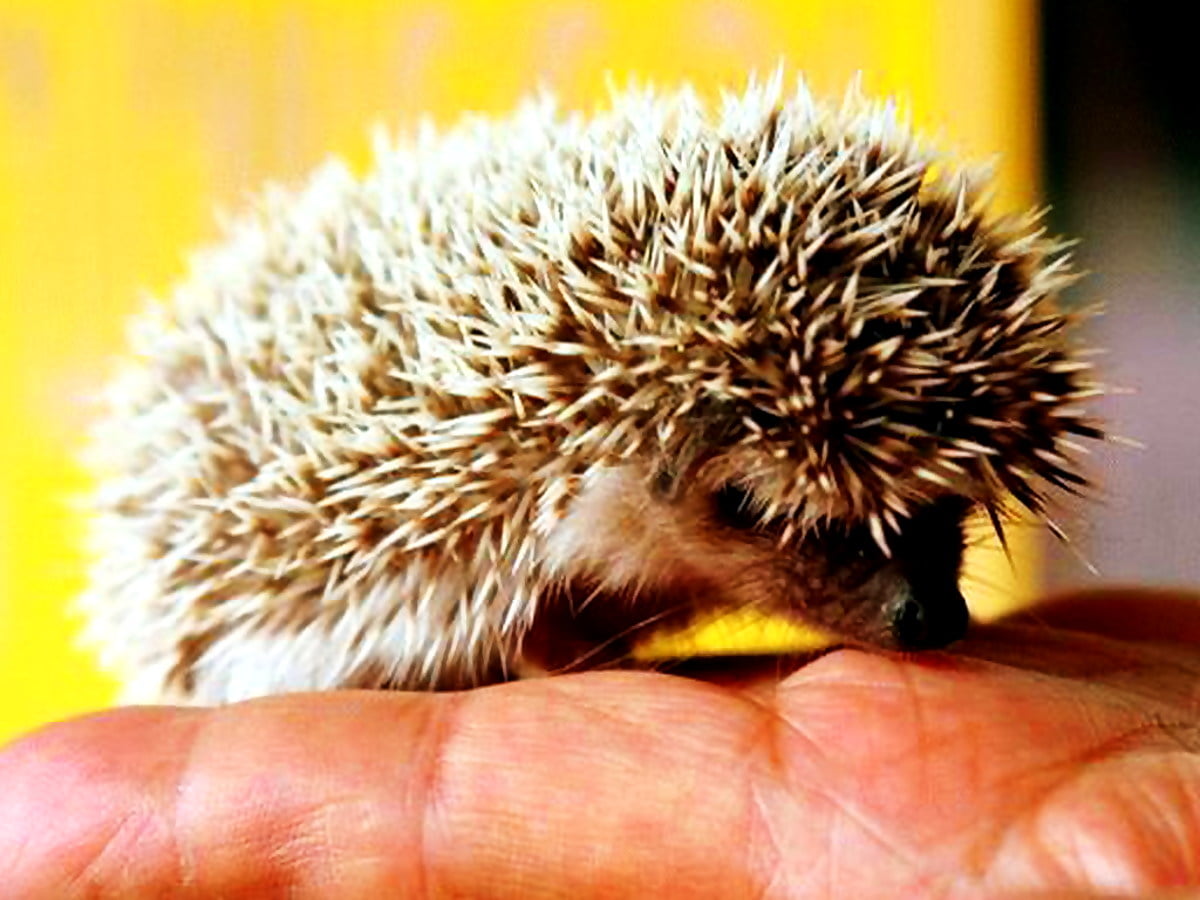 Sfondo Riccio, Riccio Addomesticato, Animali | Scarica Gratis