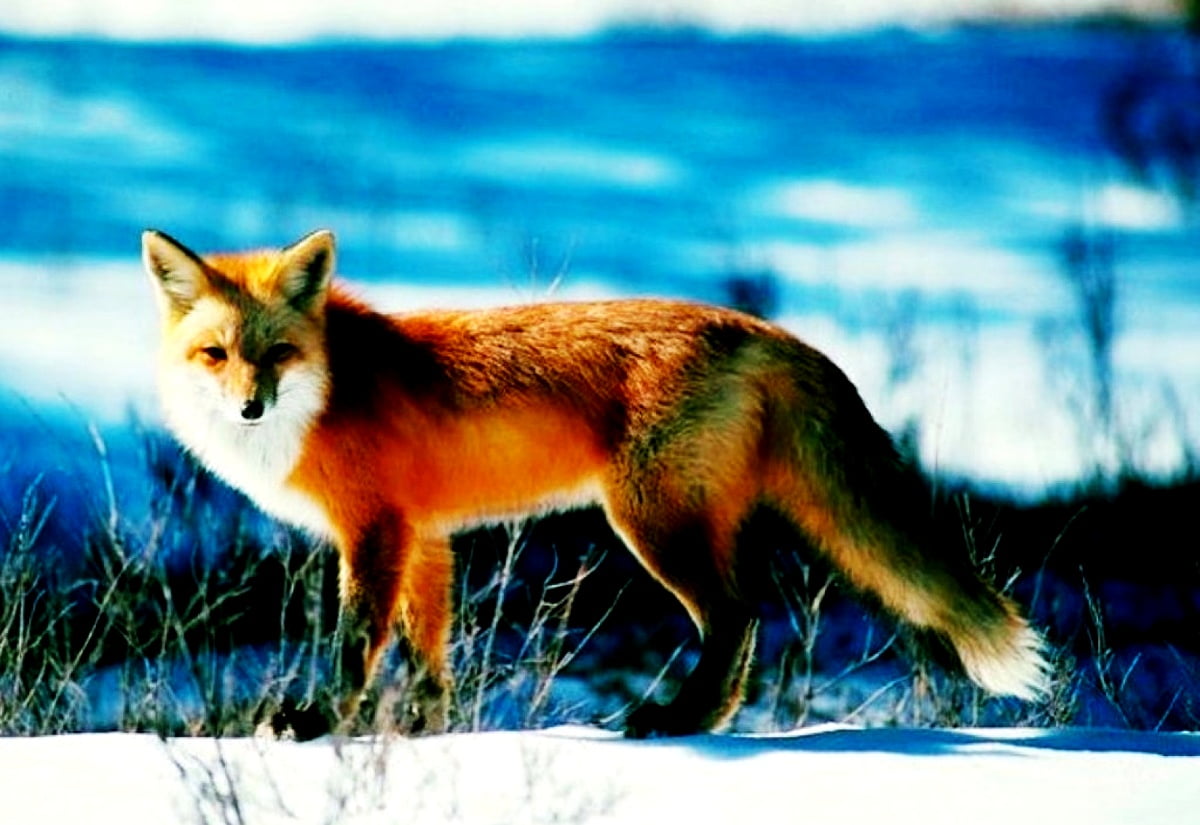 Sfondo Volpe, Volpe Rossa, Fauna Selvatica | Migliori Immagini