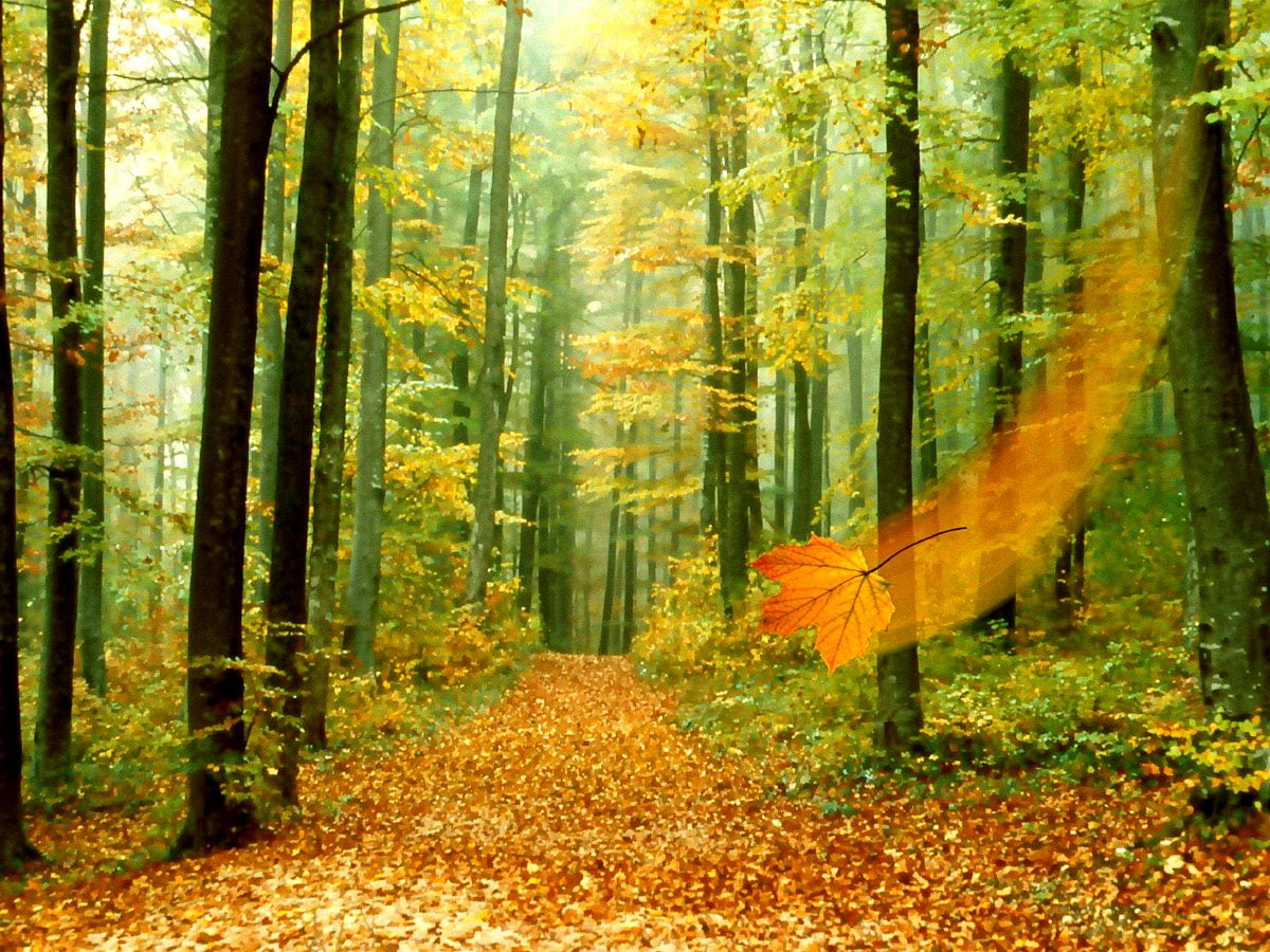 340+ Sfondi Autunno | Sfondi Gratis