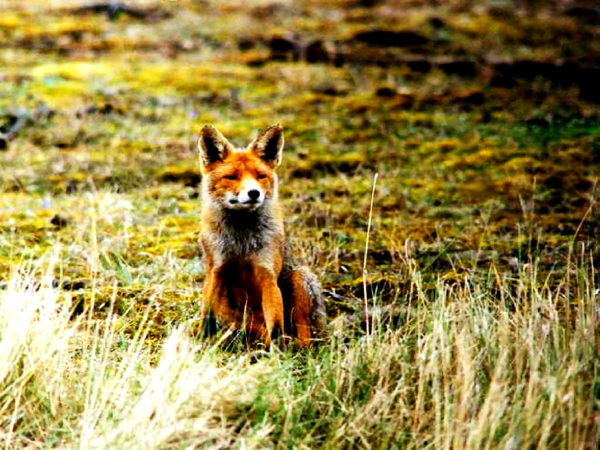Sfondo Volpe, Volpe Rossa, Fauna Selvatica | TOP Immagini
