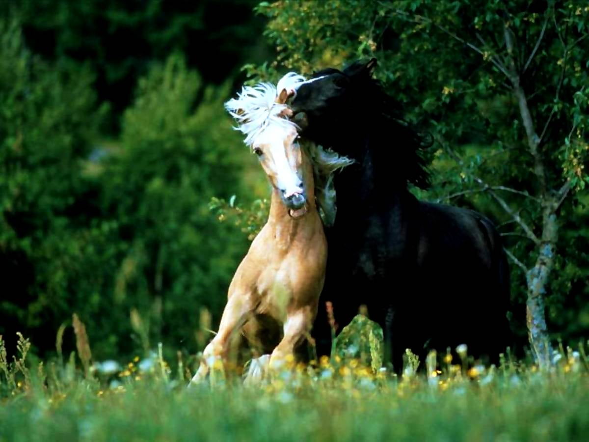 Sfondo Cavallo, Stallone, Cavallo Mustang 1440x900 | Migliori Immagini