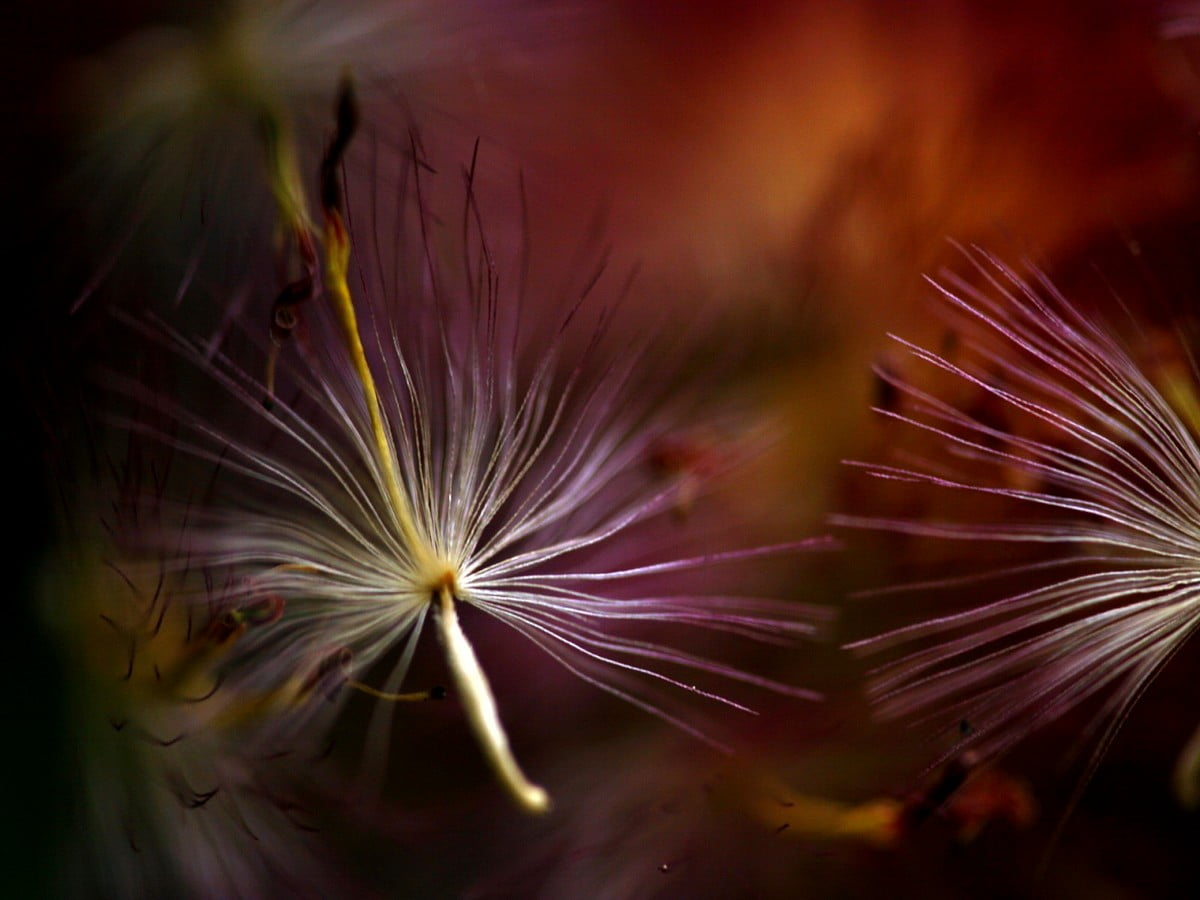 Foto di sfondo bello Fantasia, Natura, Dente Di Leone | TOP Sfondi Gratis
