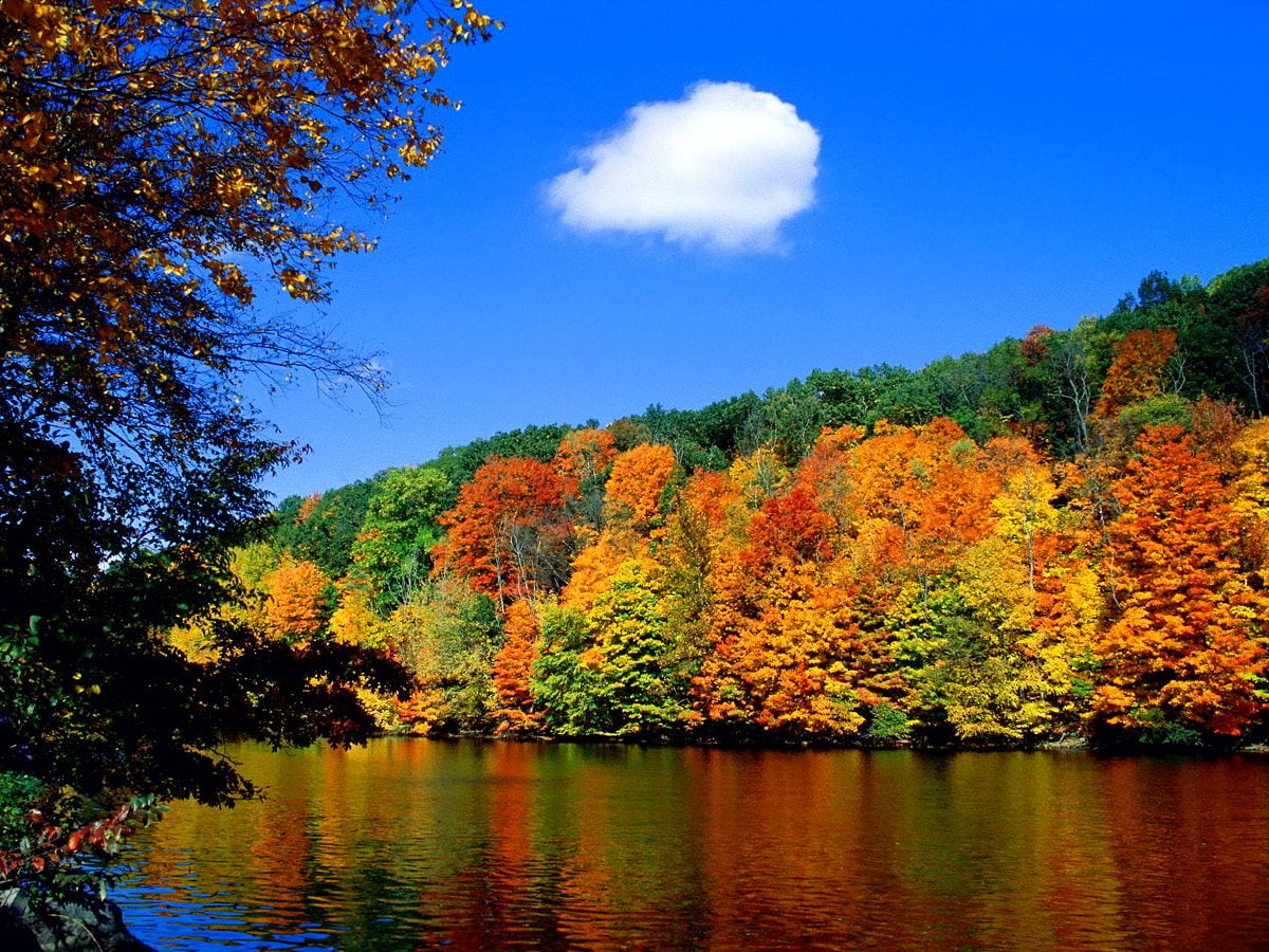 Sfondo Autunno, Natura, Riflessione | Migliori Immagini