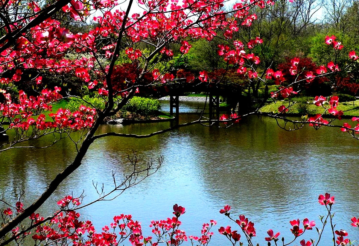 Sfondo Hd Widescreen Primavera