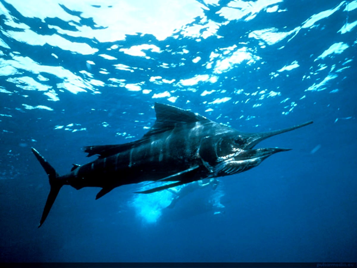 Sfondo Hd Pesce Oceano