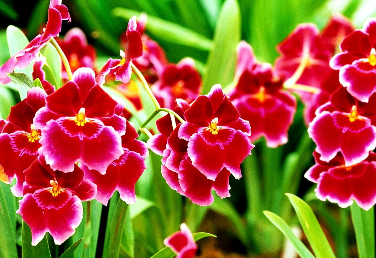 Sfondo Fiori, Mosaico Di Fiori, Viola Tricolor | Migliori Sfondi