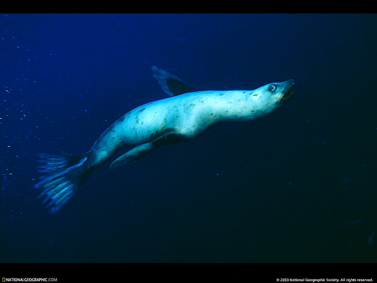Mondo Sott'acqua, National Geographic, Nat Geo - sfondo | Scarica Gratis