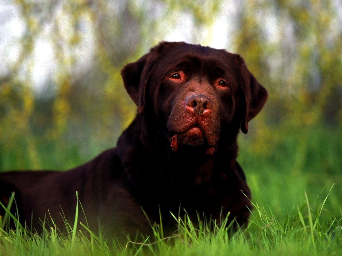 180+ Sfondi Cani | Sfondi Gratis