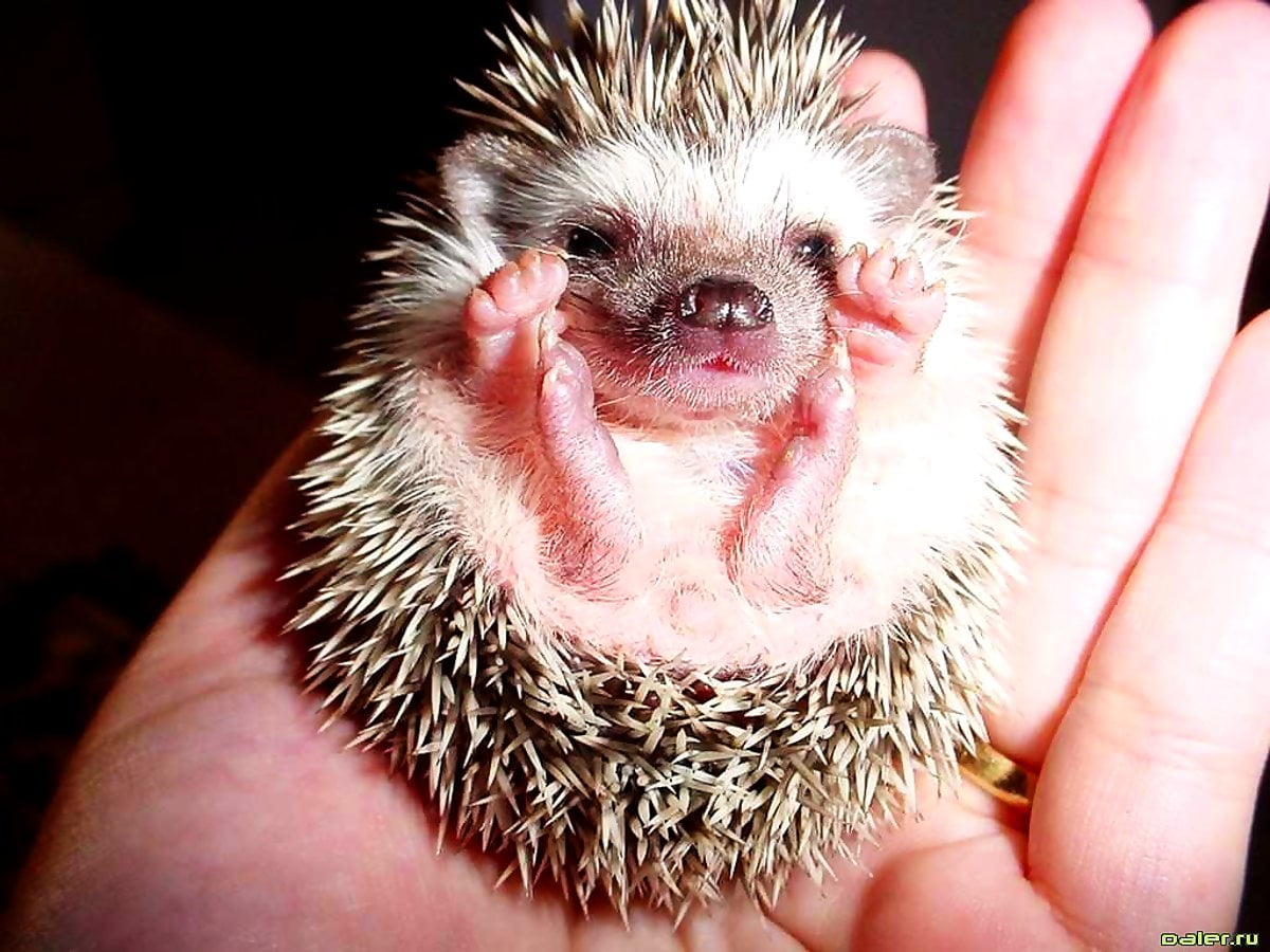 Sfondo Riccio, Riccio Addomesticato, Mano | Scarica Immagini