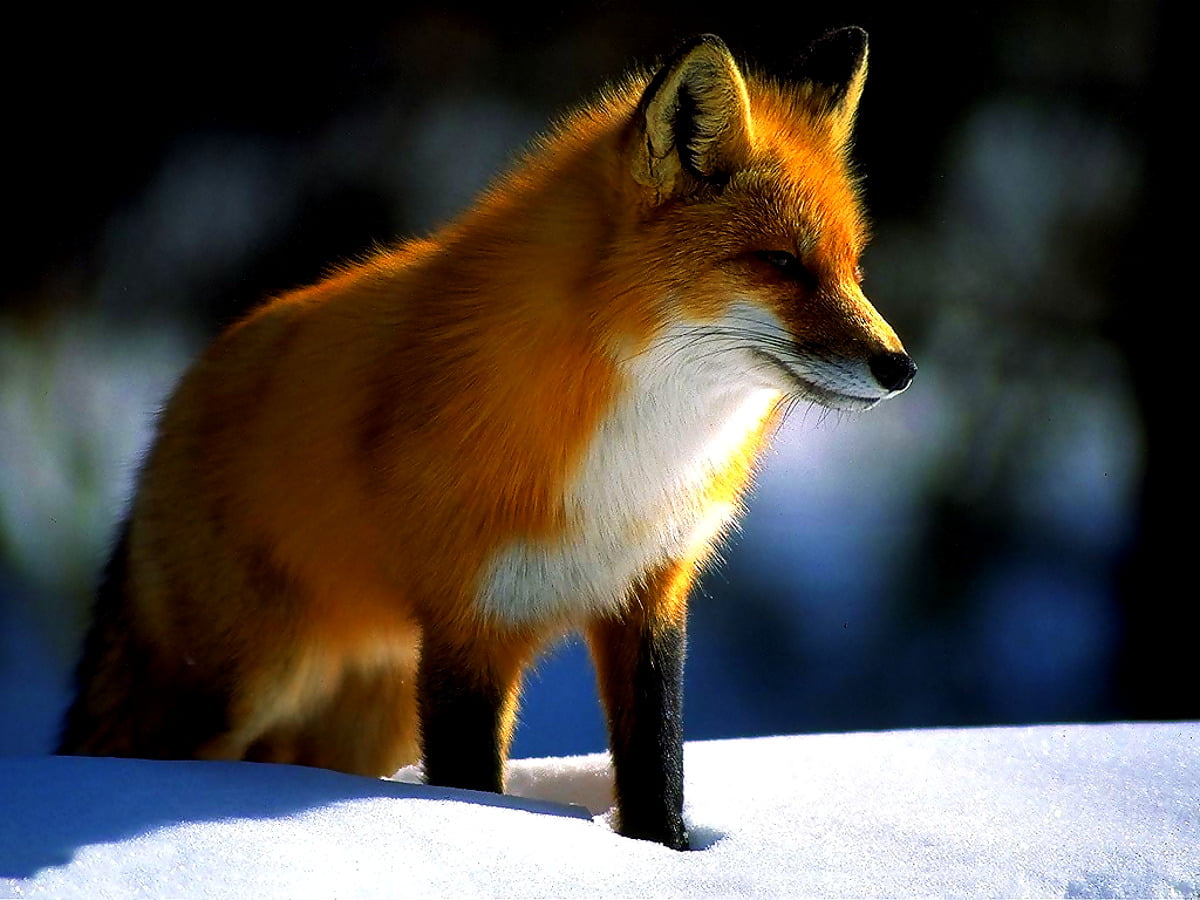 Sfondo Volpe Rossa, Volpe, Fauna Selvatica | Migliori Sfondi