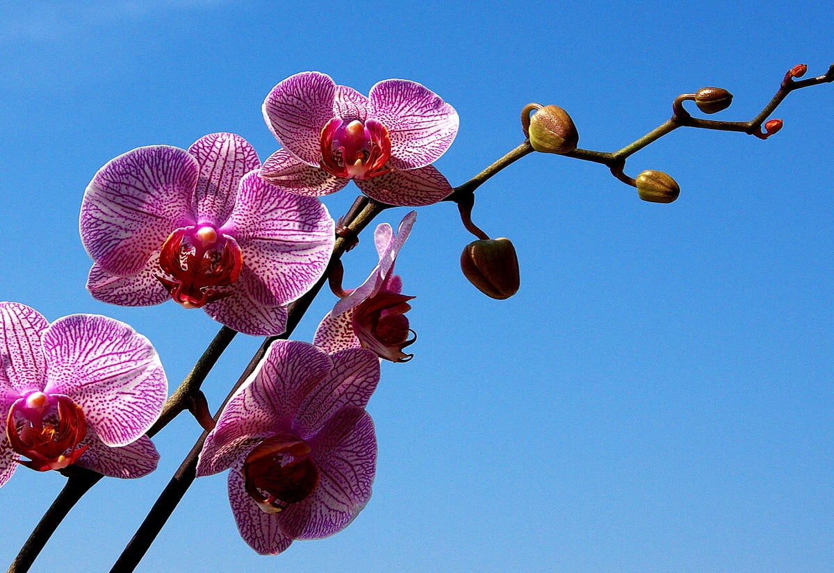 Fiori, Orchidea, Petalo - sfondo | TOP Sfondi Gratis