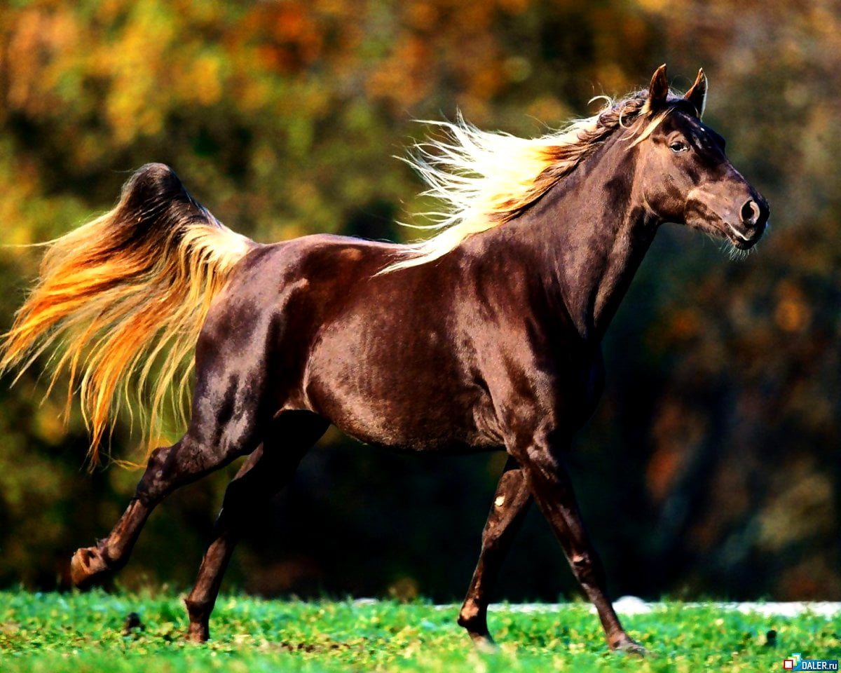 Sfondo widescreen Cavallo, Stallone, Cavallo Mustang | Migliori Sfondi ...
