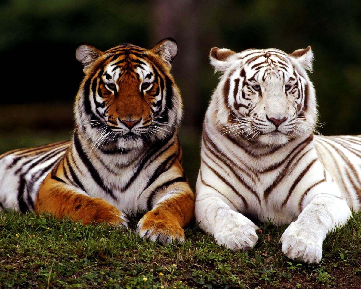 Sfondo Tigre, Fauna Selvatica, Tigre Del Bengala | TOP Immagini