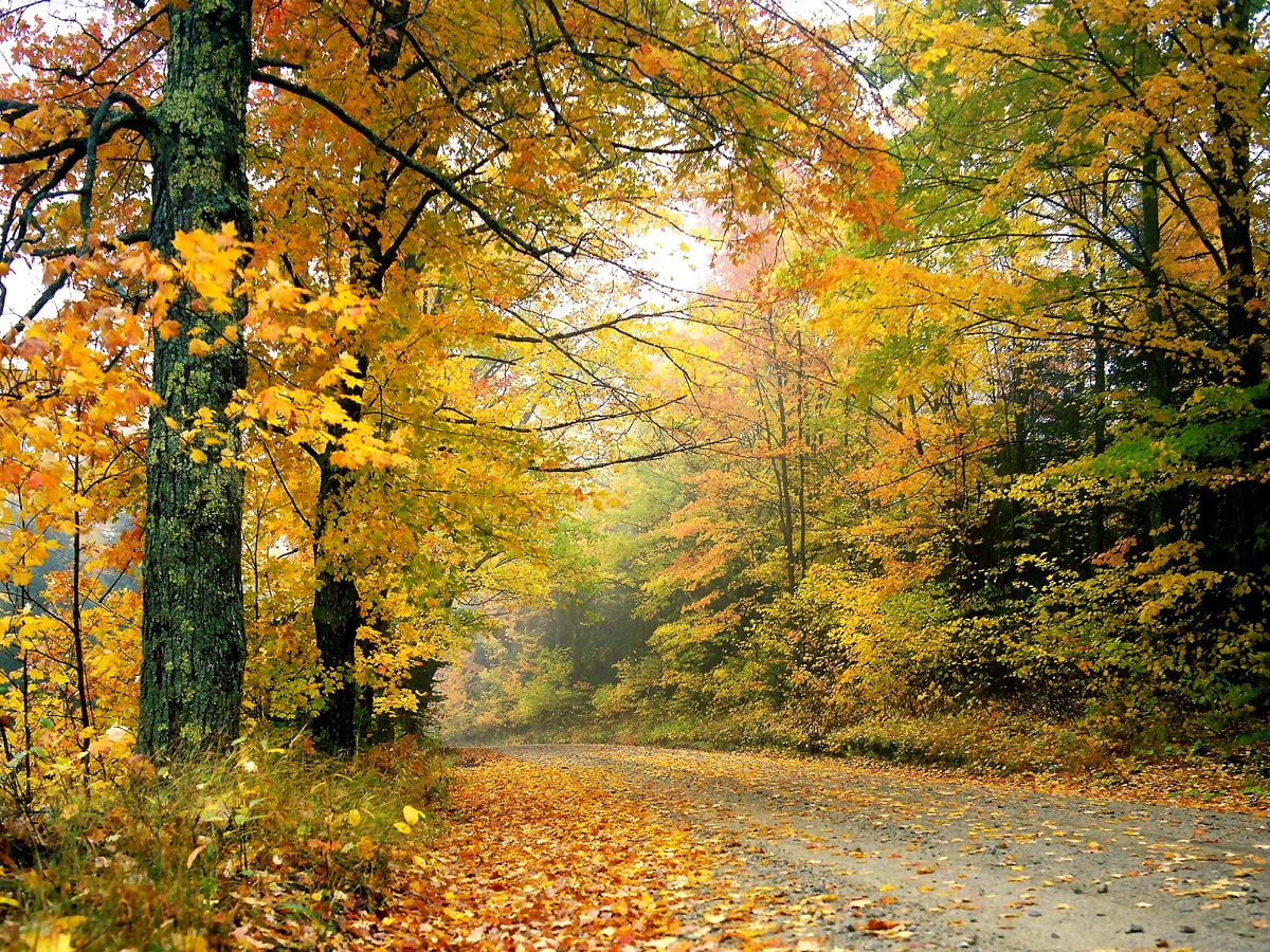 340+ Sfondi desktop Autunno 🔥 Sfondi Gratis
