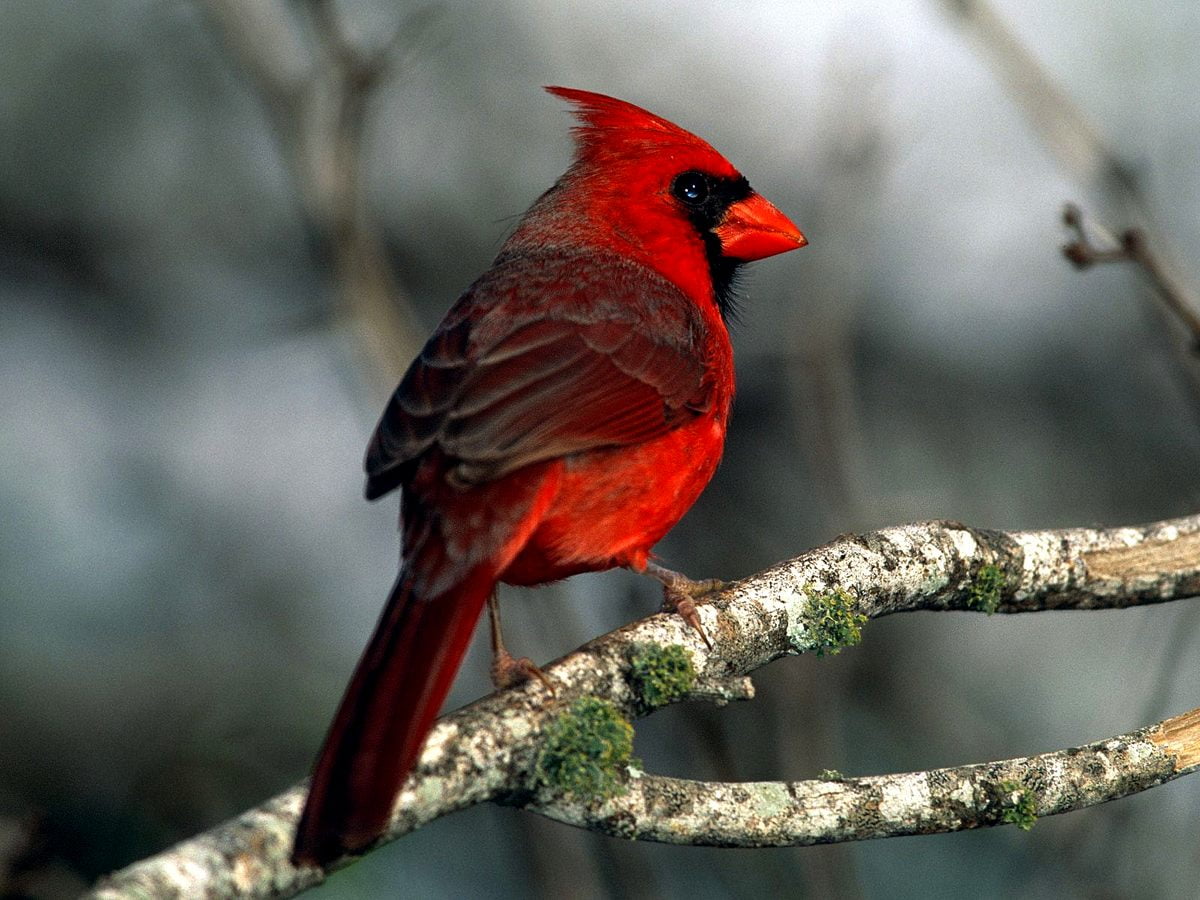Uccello, Cardinalis Cardinalis, Rossi - sfondo bello | TOP Immagini
