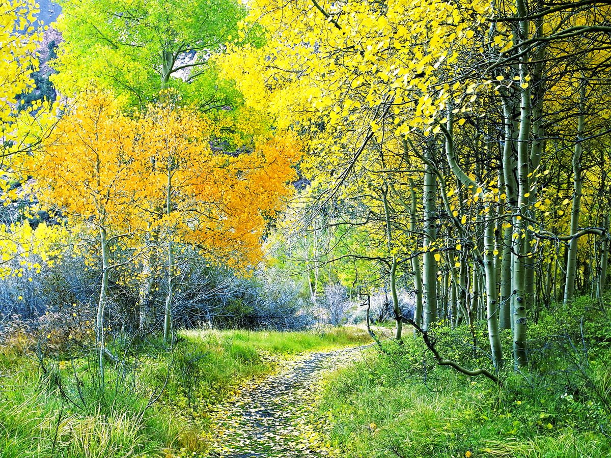 340+ Sfondi desktop Autunno 🔥 Sfondi Gratis