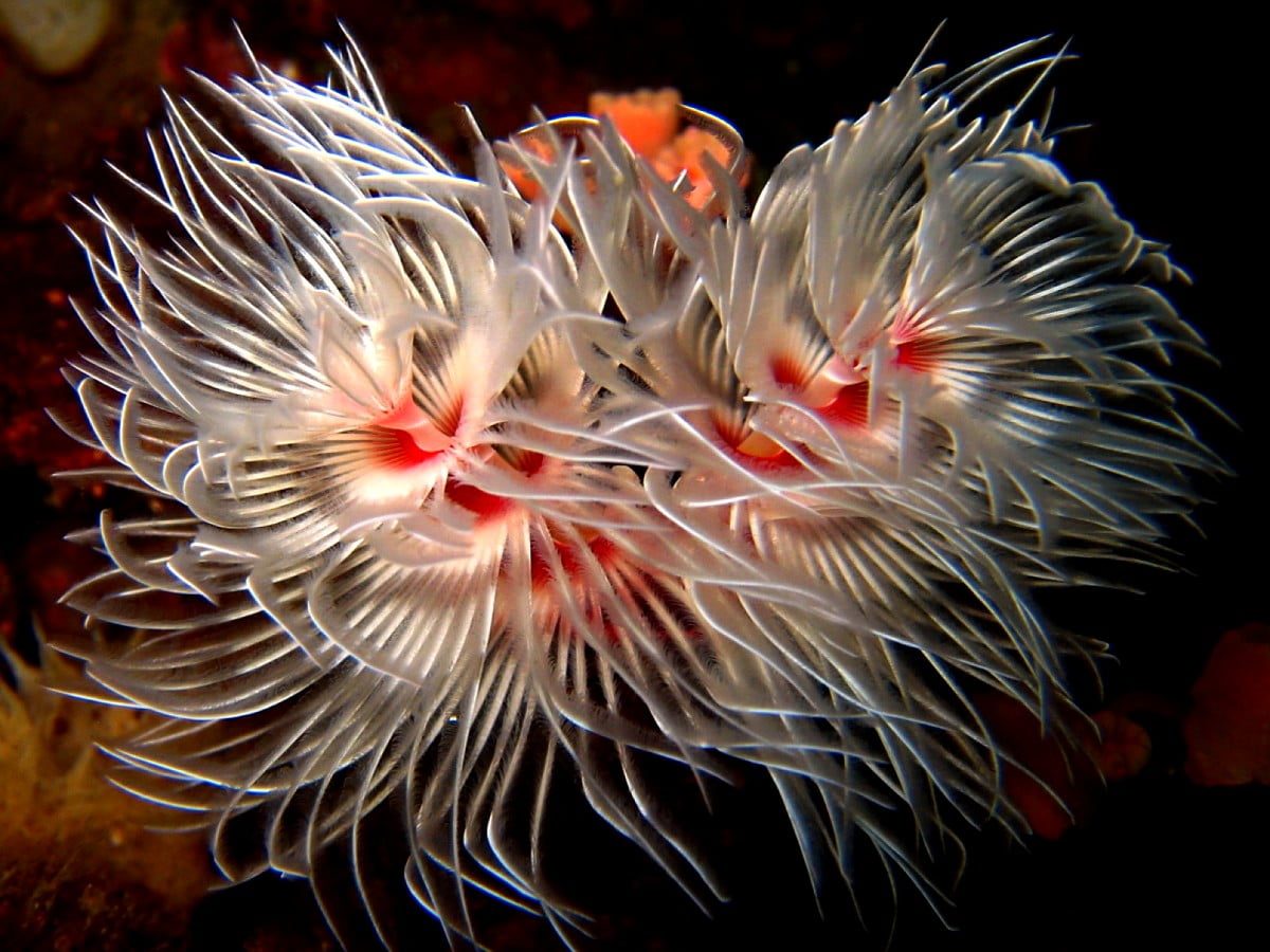 Immagine di sfondo Molluschi, Anemone Di Mare, Barriera Corallina ...