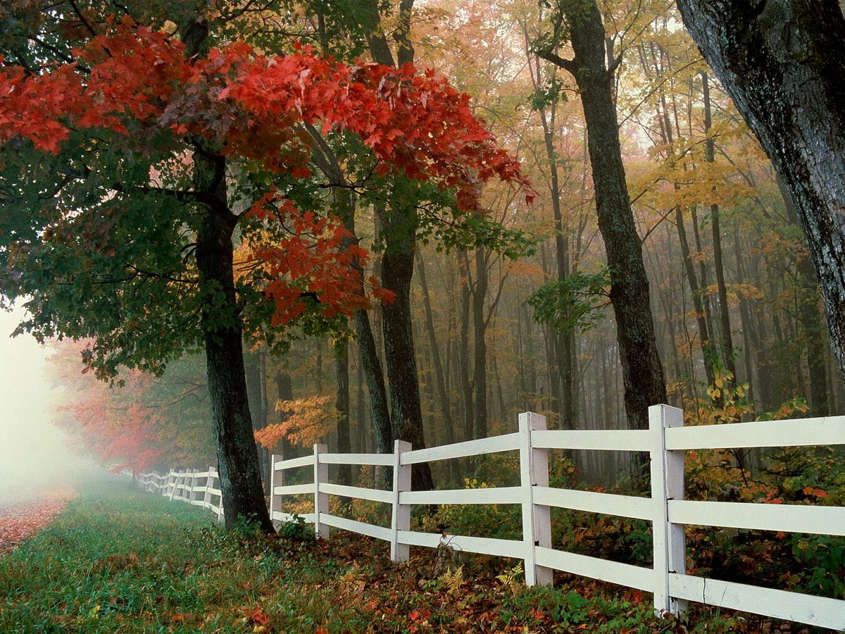 340+ Sfondi Autunno | Sfondi Gratis
