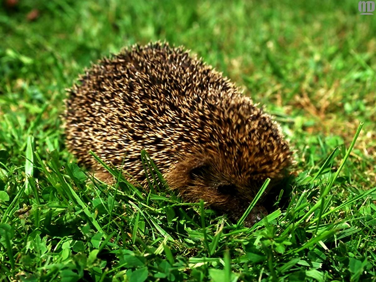 Sfondi Riccio addomesticato 🔥 Sfondi Gratis