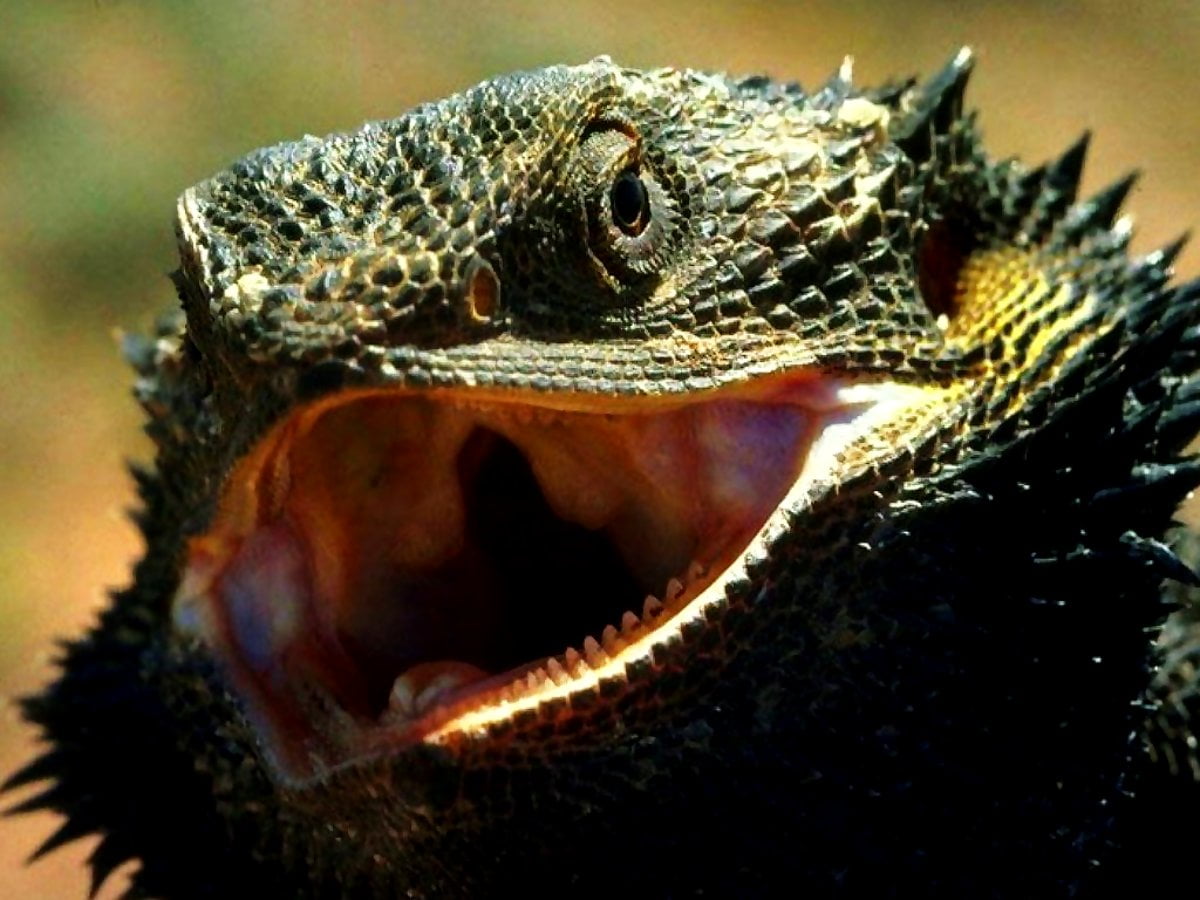 Sfondo Rettile, Animali, Lucertola | TOP Sfondi Gratis