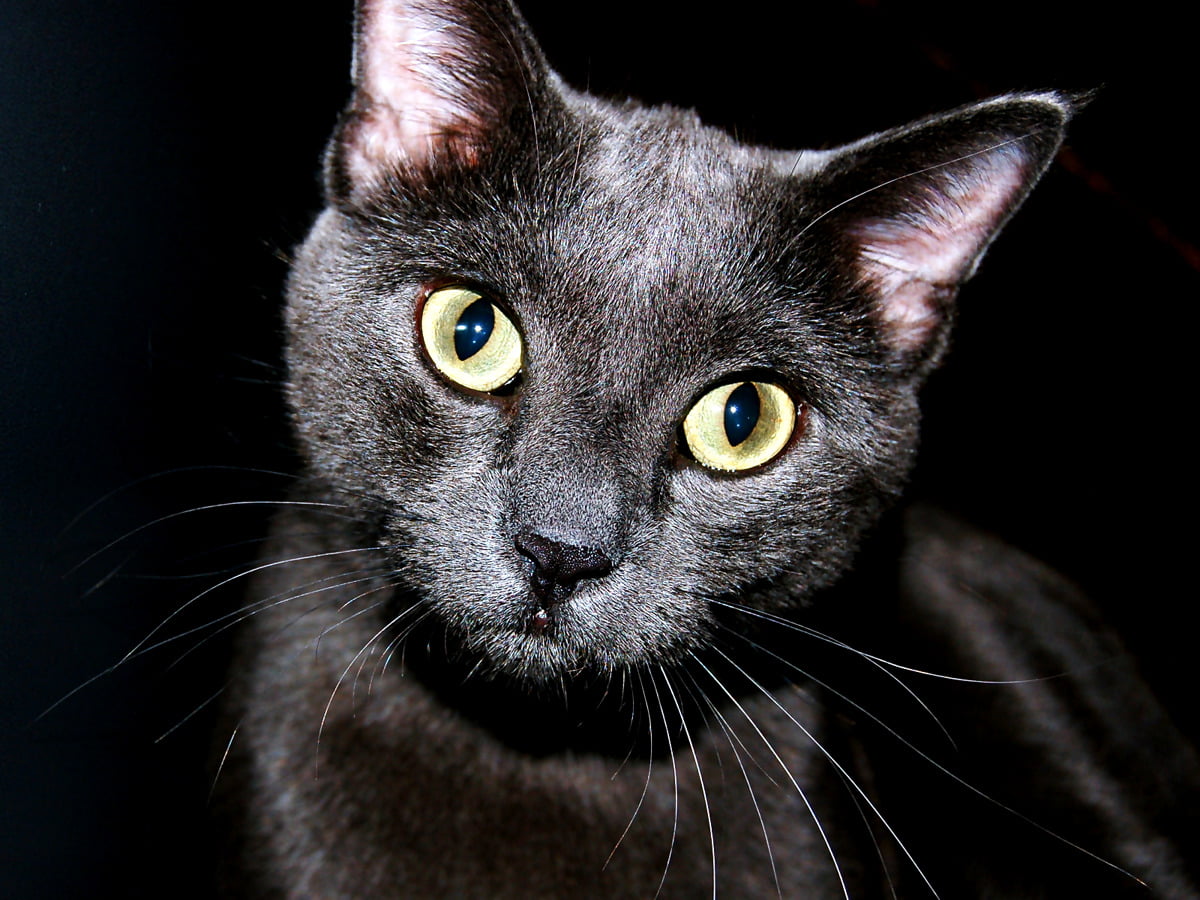 180+ Sfondi Gatto domestico | Sfondi Gratis