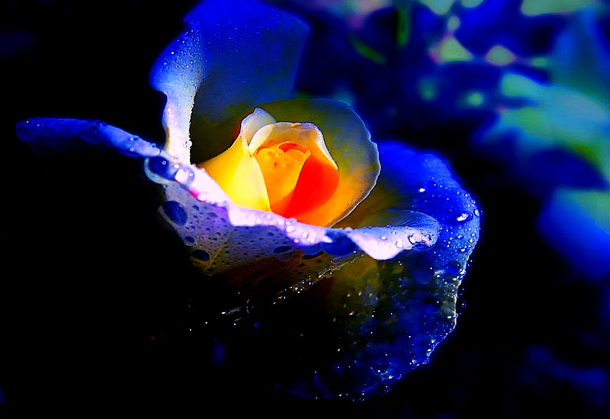 60+ Sfondi Fiori fantastici | Sfondi Gratis