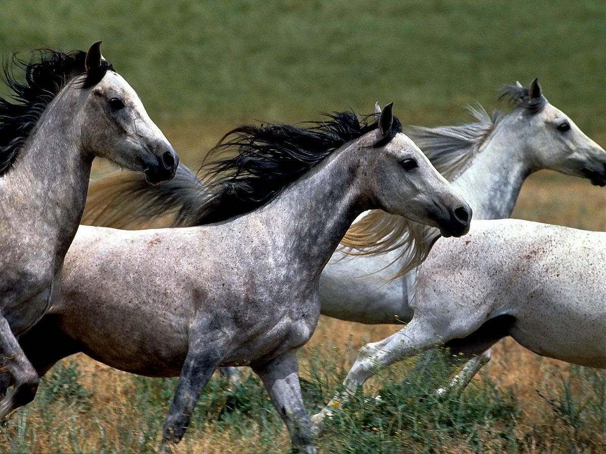 100+ Sfondi Cavallo mustang 🔥 Sfondi Gratis