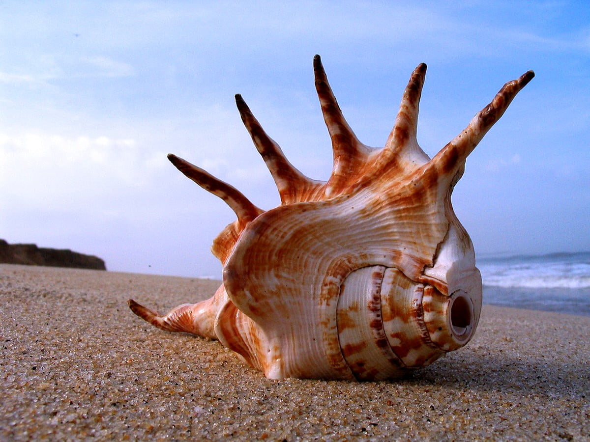 Strombo, Conchiglia, Spiaggia - sfondo bello | TOP Immagini