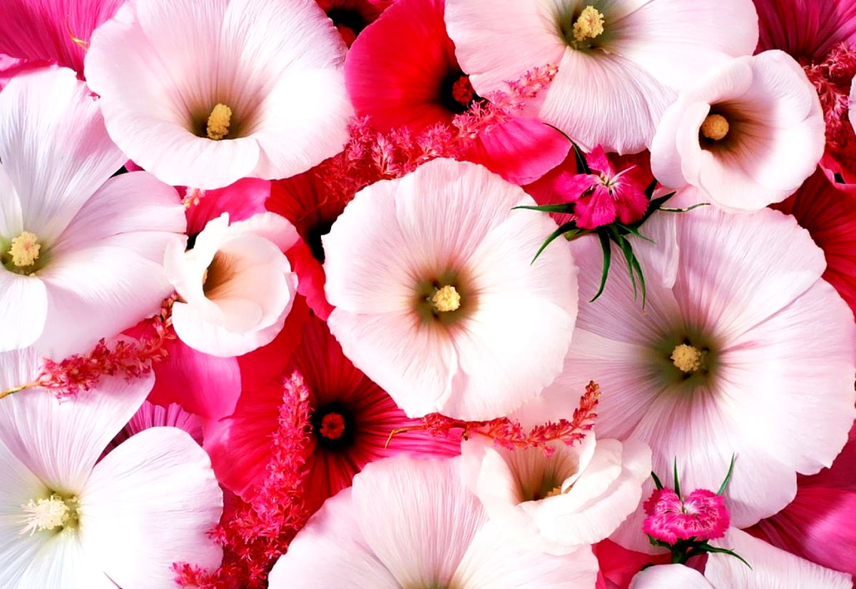 Immagine di sfondo Fiorire, Fiori, Petalo | Scarica Sfondi Migliori